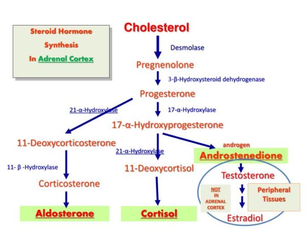 The Myth of Menopausal Muscle Decline - Hormones Matter
