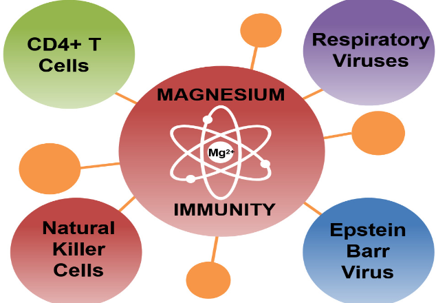 Magnesium and the Modulation of Immunity - Hormones Matter