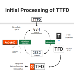 TTFD and Glutathione - Hormones Matter