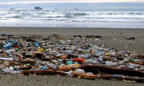 wrack line plastic pollution - Hormones Matter