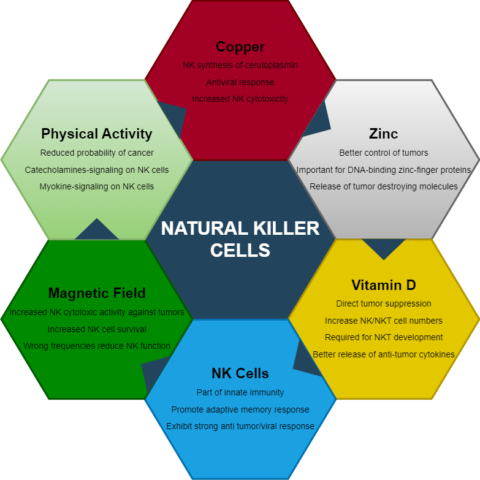 Natural Killer Cells - Nutritional and Physical Biomodulation ...