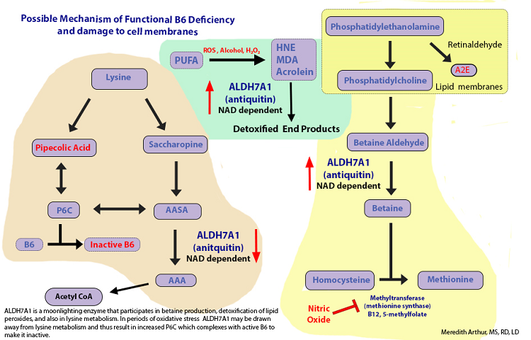 Functional B6 deficiency from hypervitaminosis A and excess oxalate ...